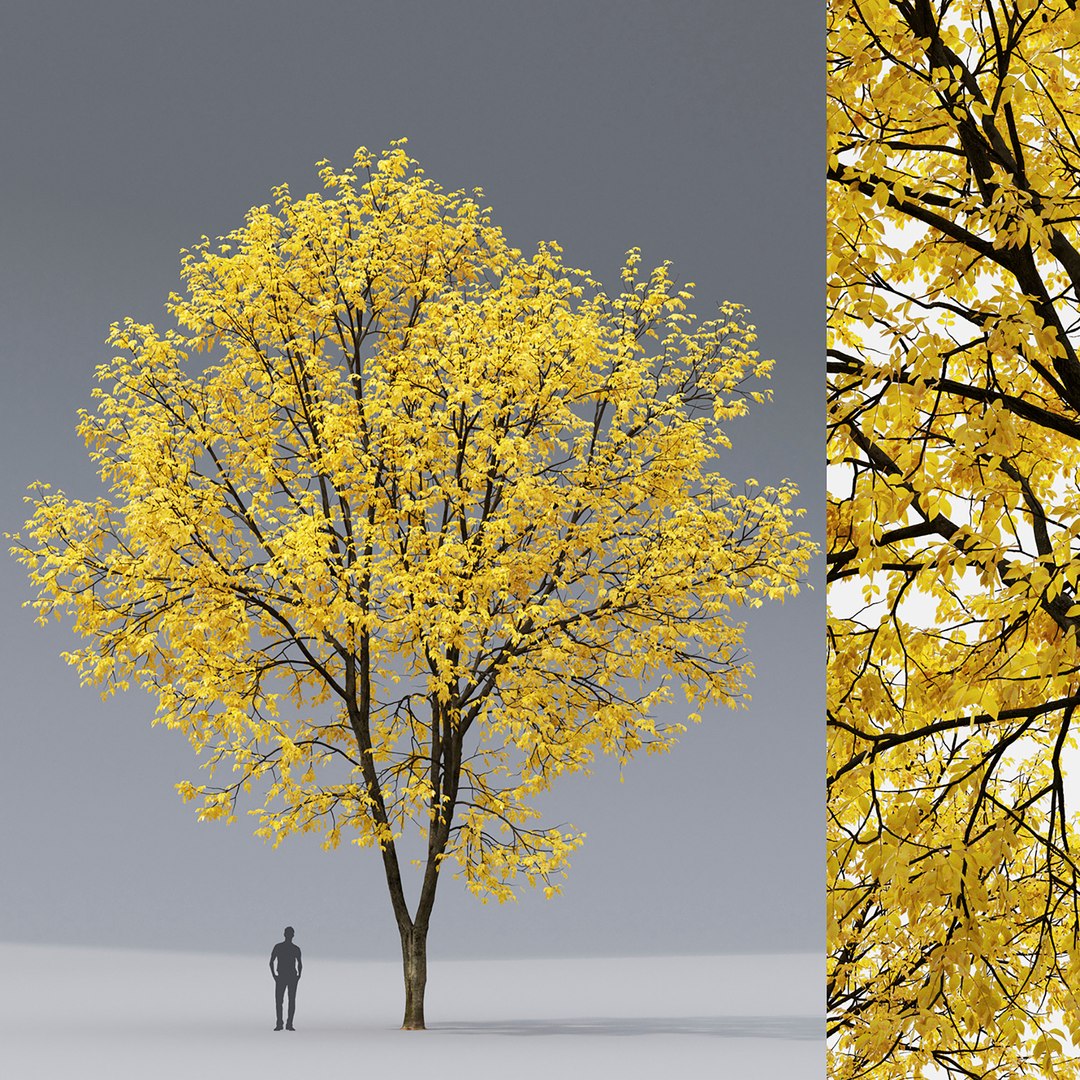 Tree Ash Ash-tree 3D Model - TurboSquid 1688624
