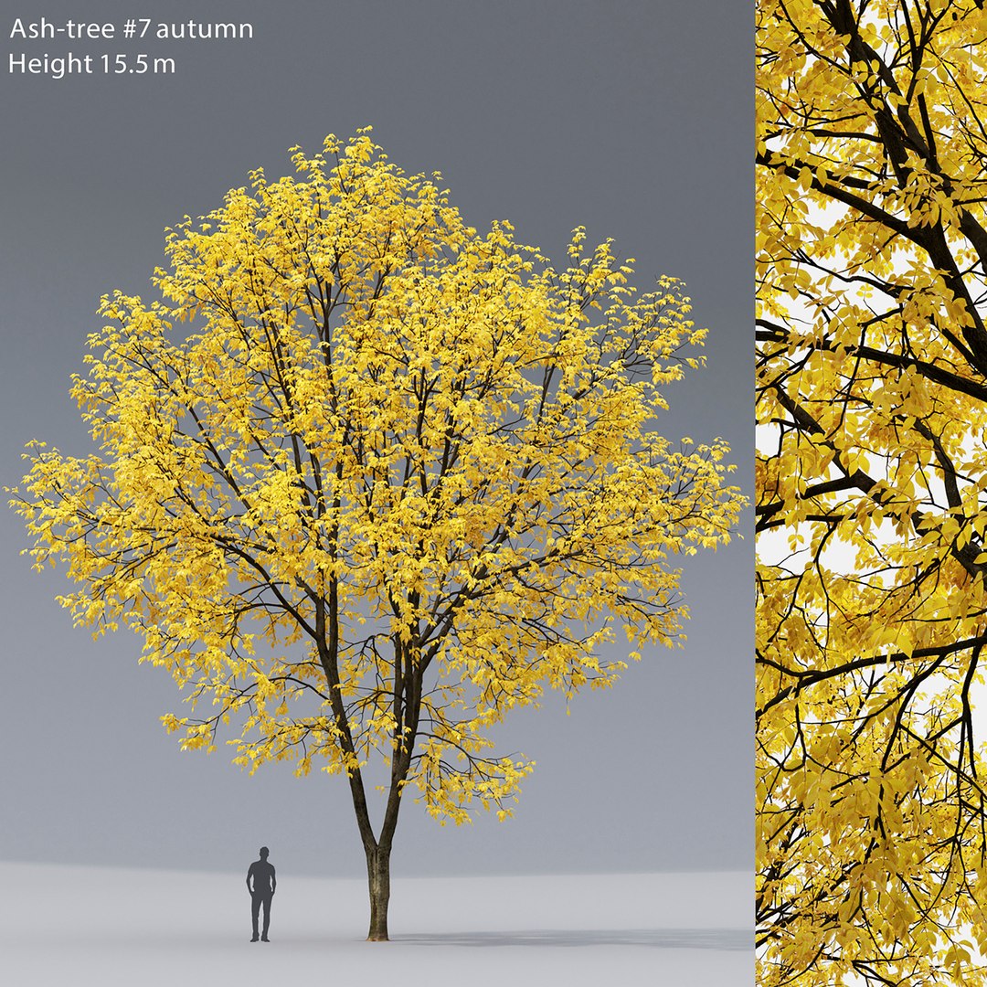 Tree Ash Ash-tree 3D Model - TurboSquid 1688624