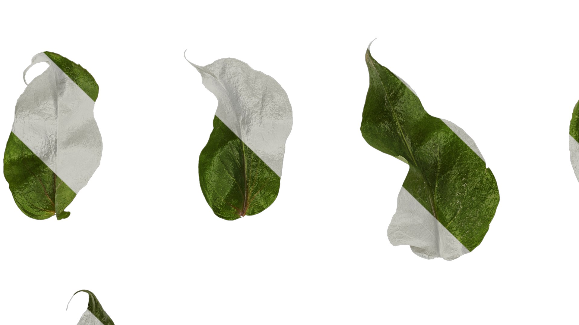 3D Model Anydrafts Penstemon Digitalis Leaf 03 Textures - TurboSquid ...