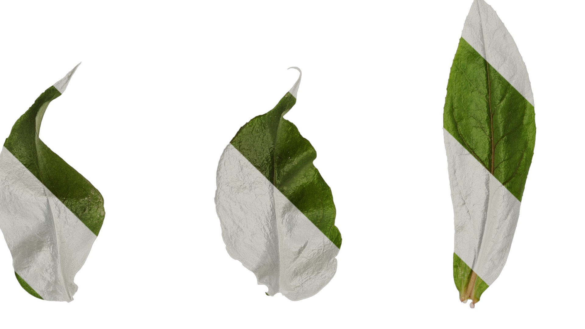 3D Model Anydrafts Penstemon Digitalis Leaf 03 Textures - TurboSquid ...