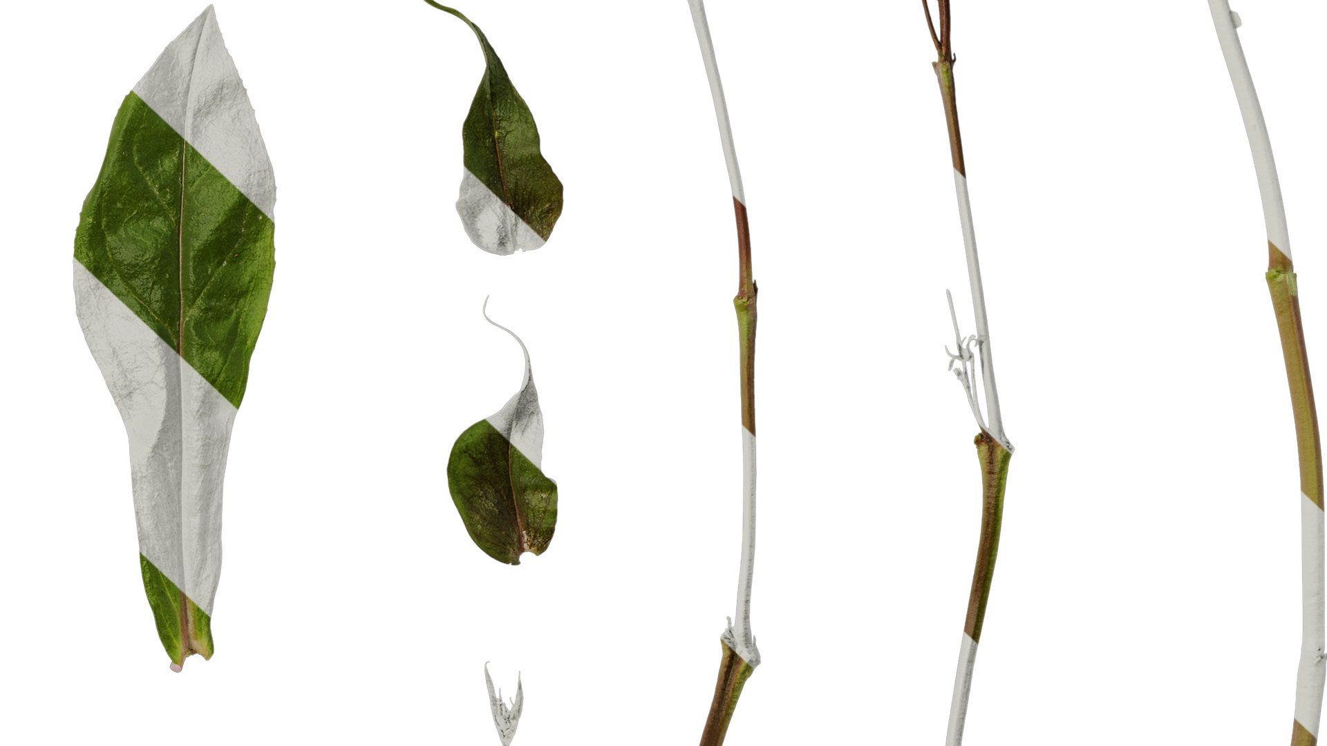 3D Model Anydrafts Penstemon Digitalis Leaf 03 Textures - TurboSquid ...