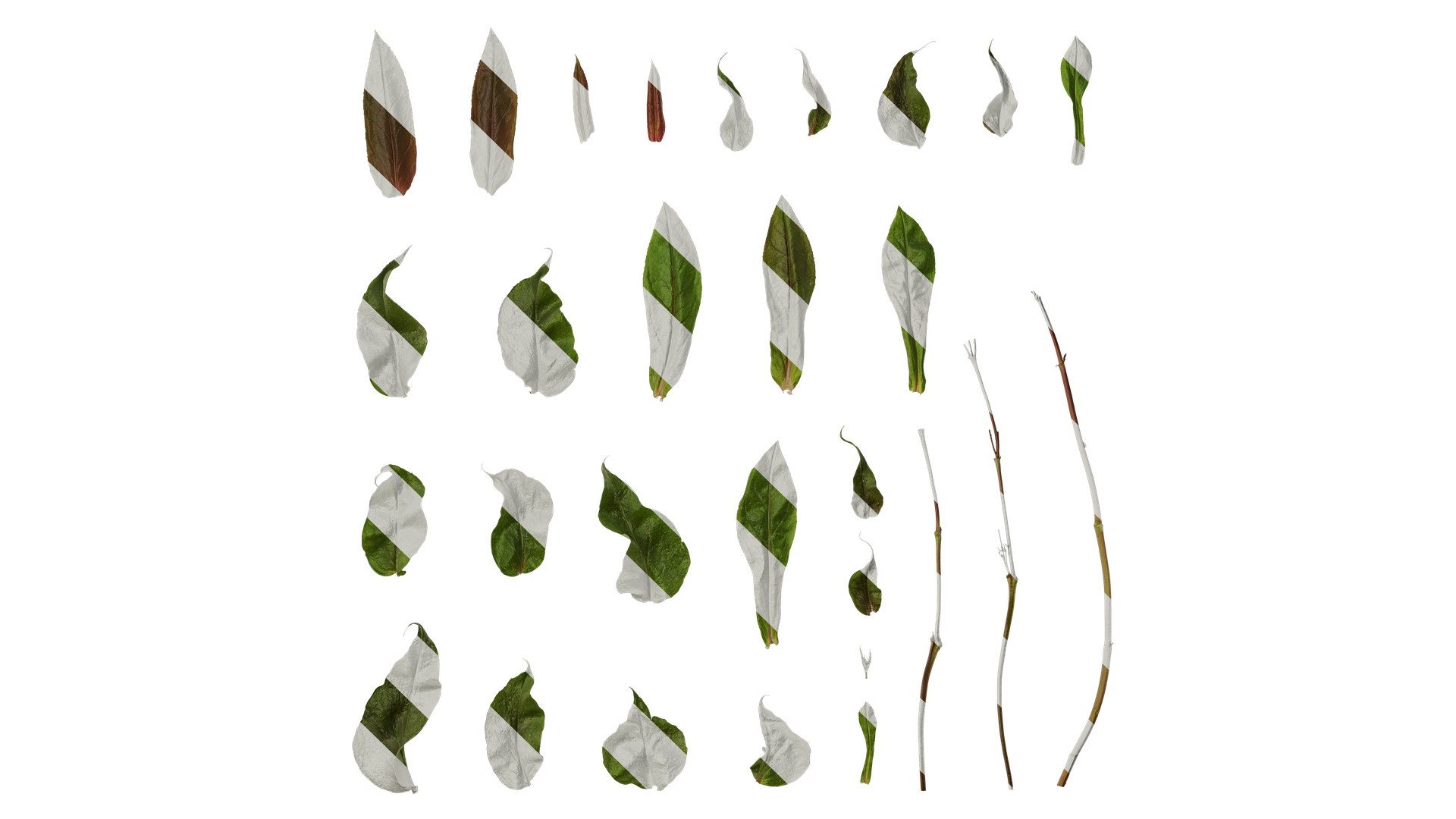 3D Model Anydrafts Penstemon Digitalis Leaf 03 Textures - TurboSquid ...