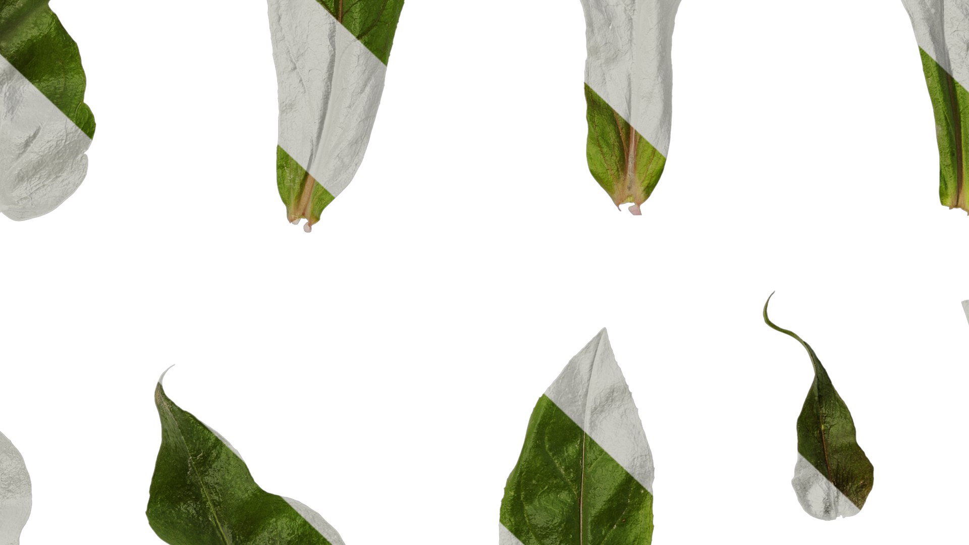 3D Model Anydrafts Penstemon Digitalis Leaf 03 Textures - TurboSquid ...