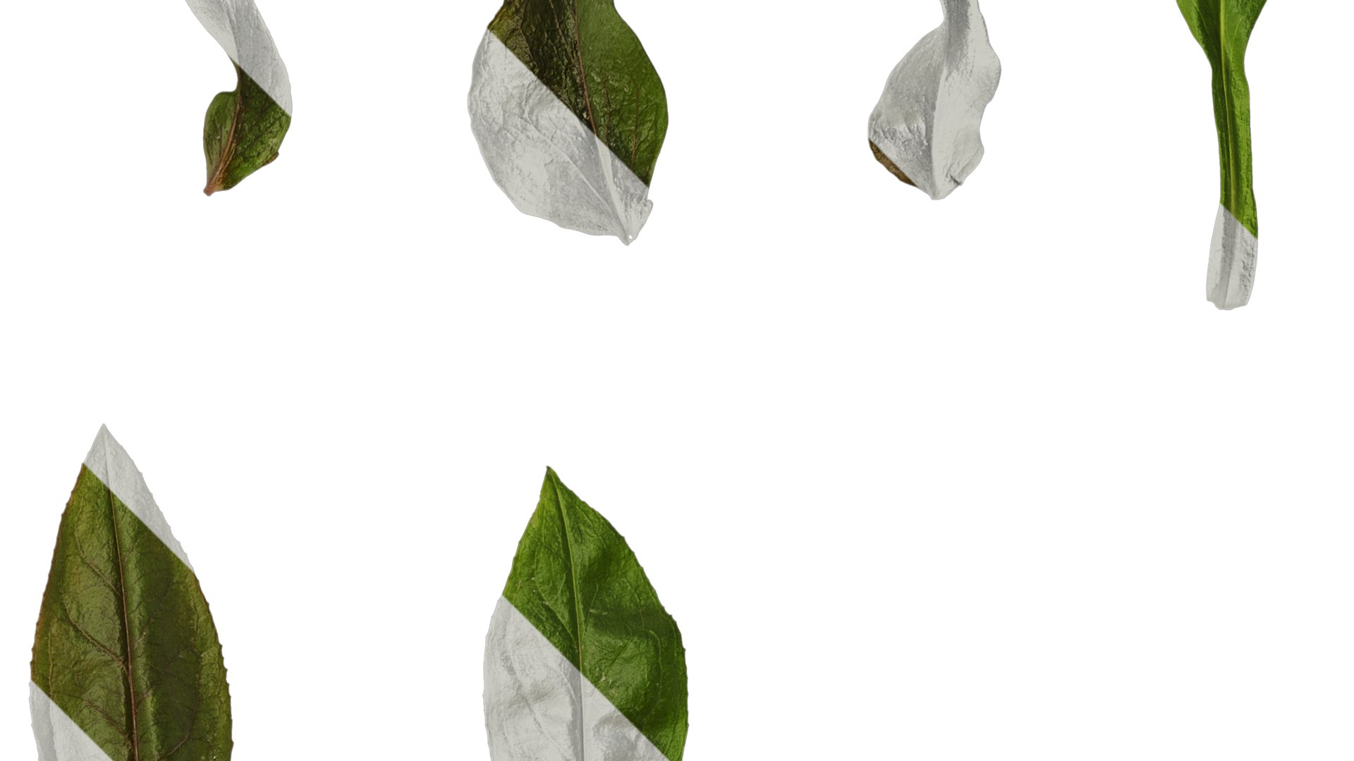 3D Model Anydrafts Penstemon Digitalis Leaf 03 Textures - TurboSquid ...