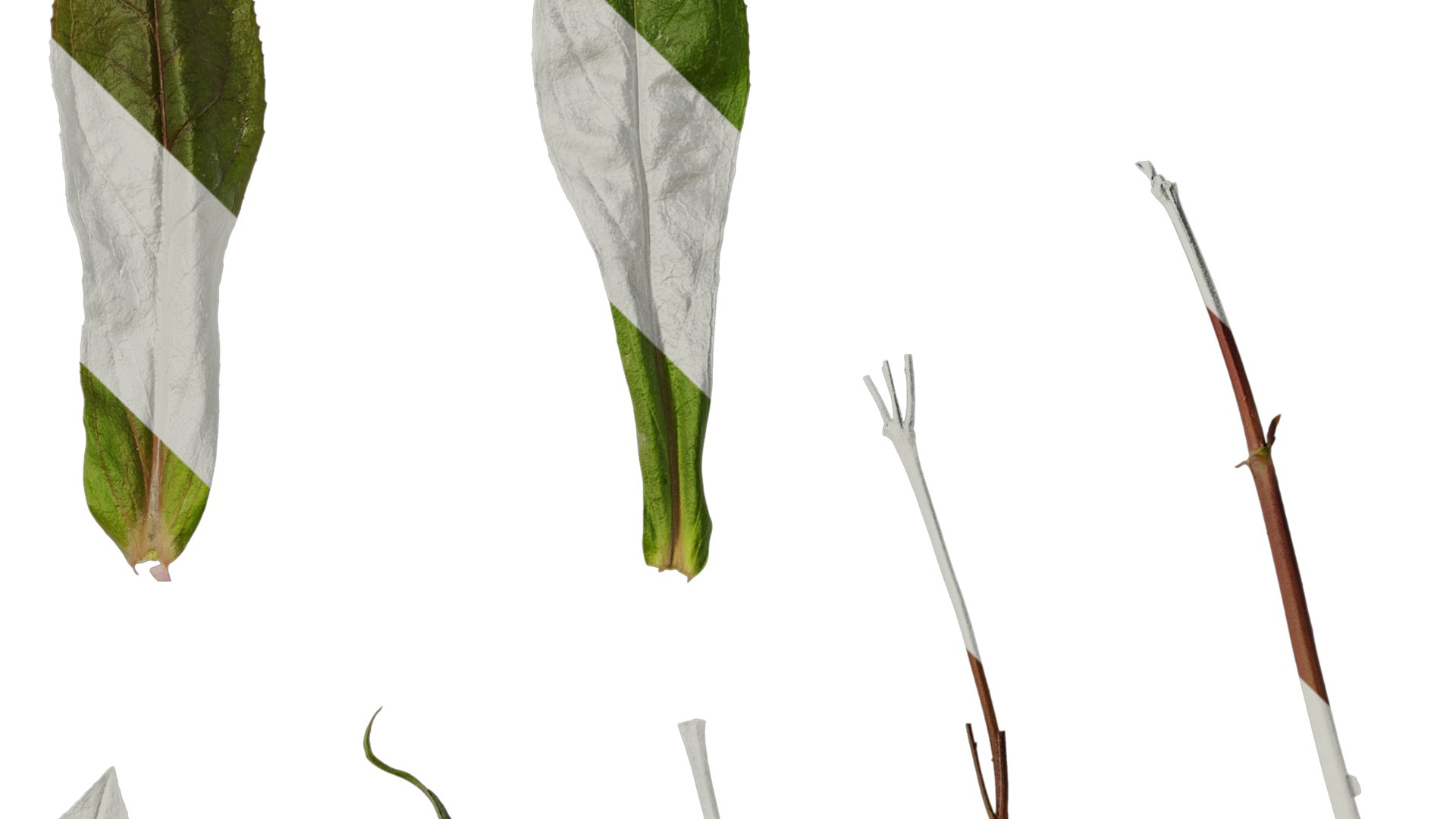 3D Model Anydrafts Penstemon Digitalis Leaf 03 Textures - TurboSquid ...