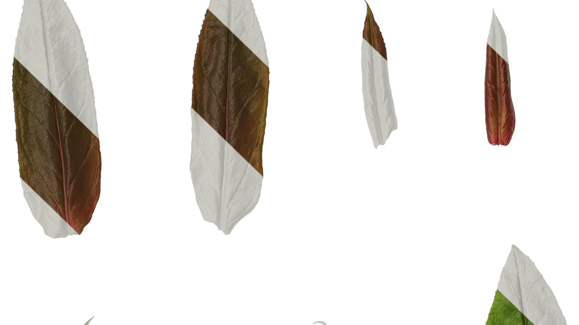 3D Model Anydrafts Penstemon Digitalis Leaf 03 Textures - TurboSquid ...