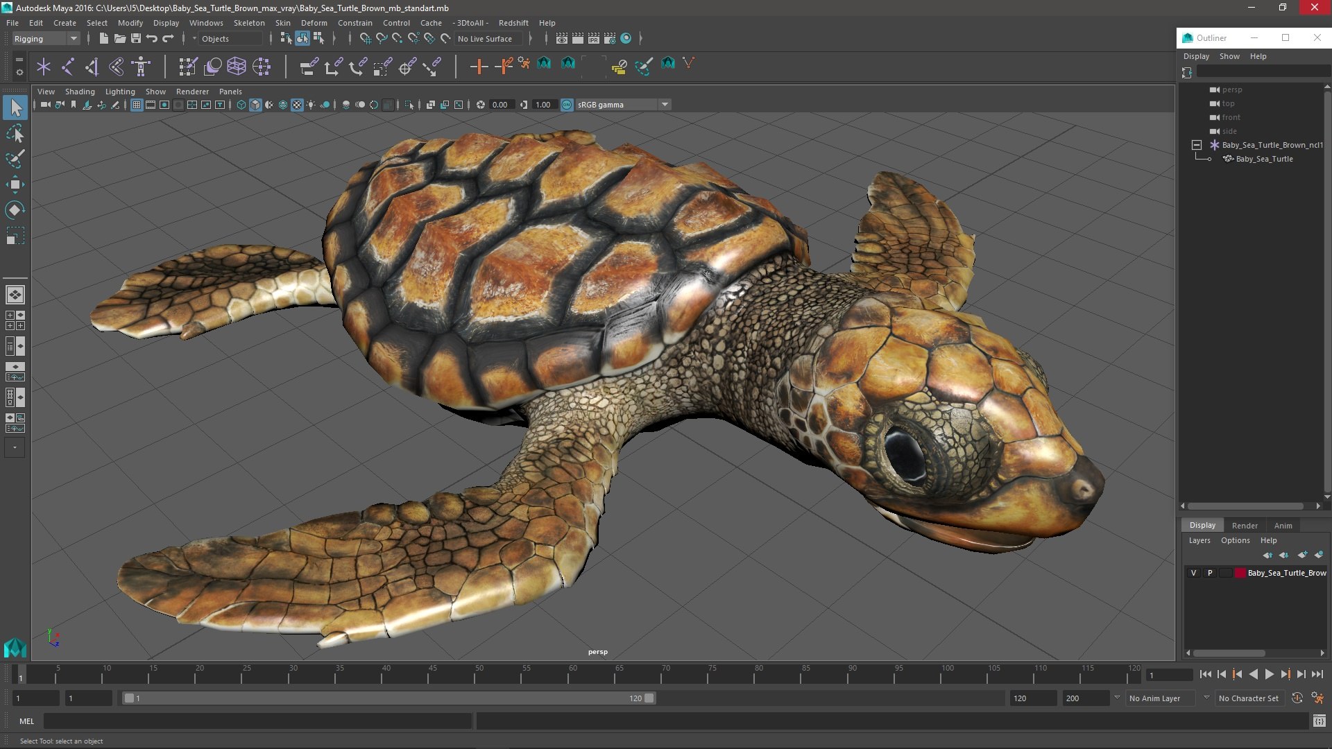 3D Baby Sea Turtle Brown - TurboSquid 2201980
