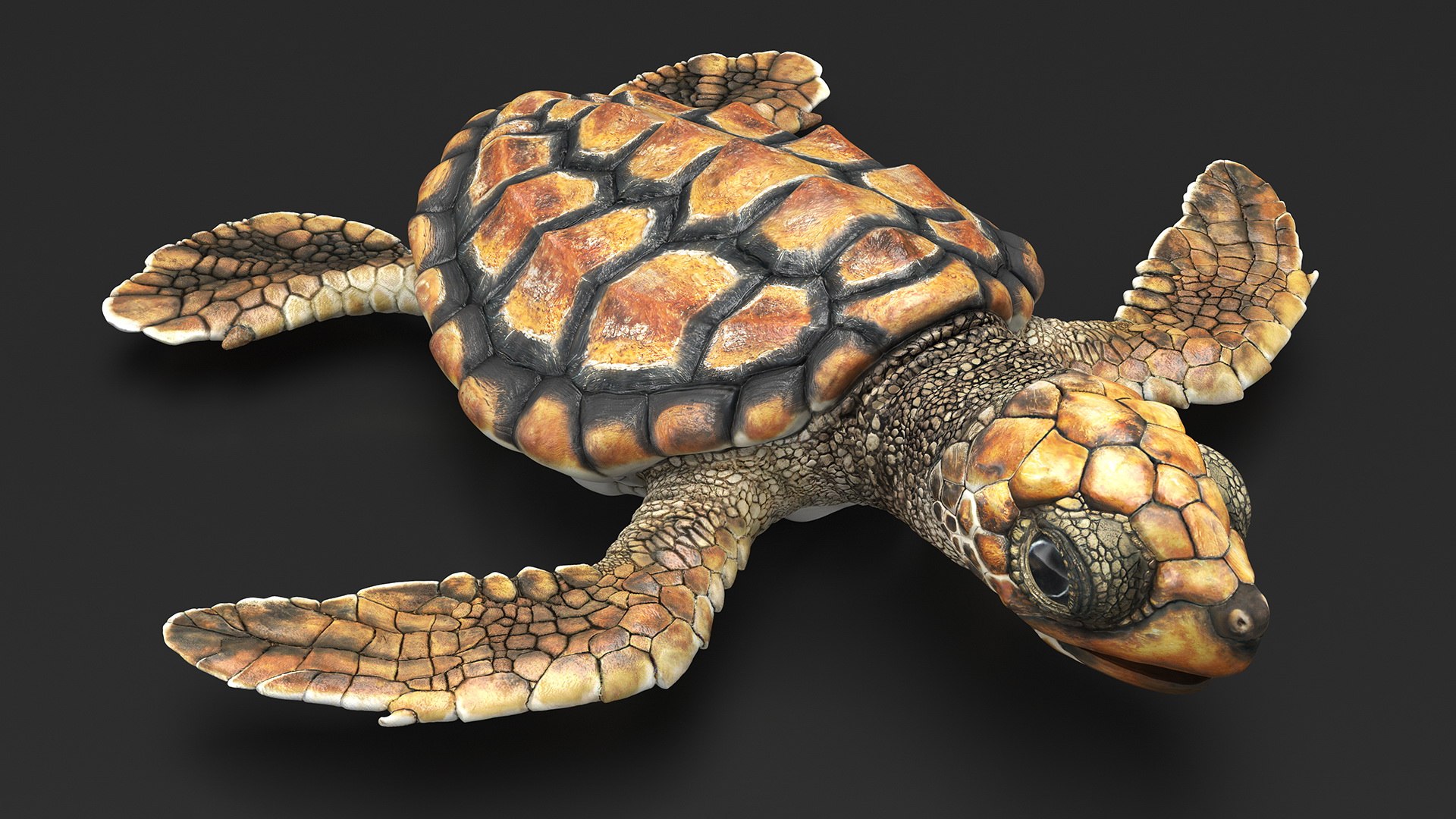 3D Baby Sea Turtle Brown - TurboSquid 2201980