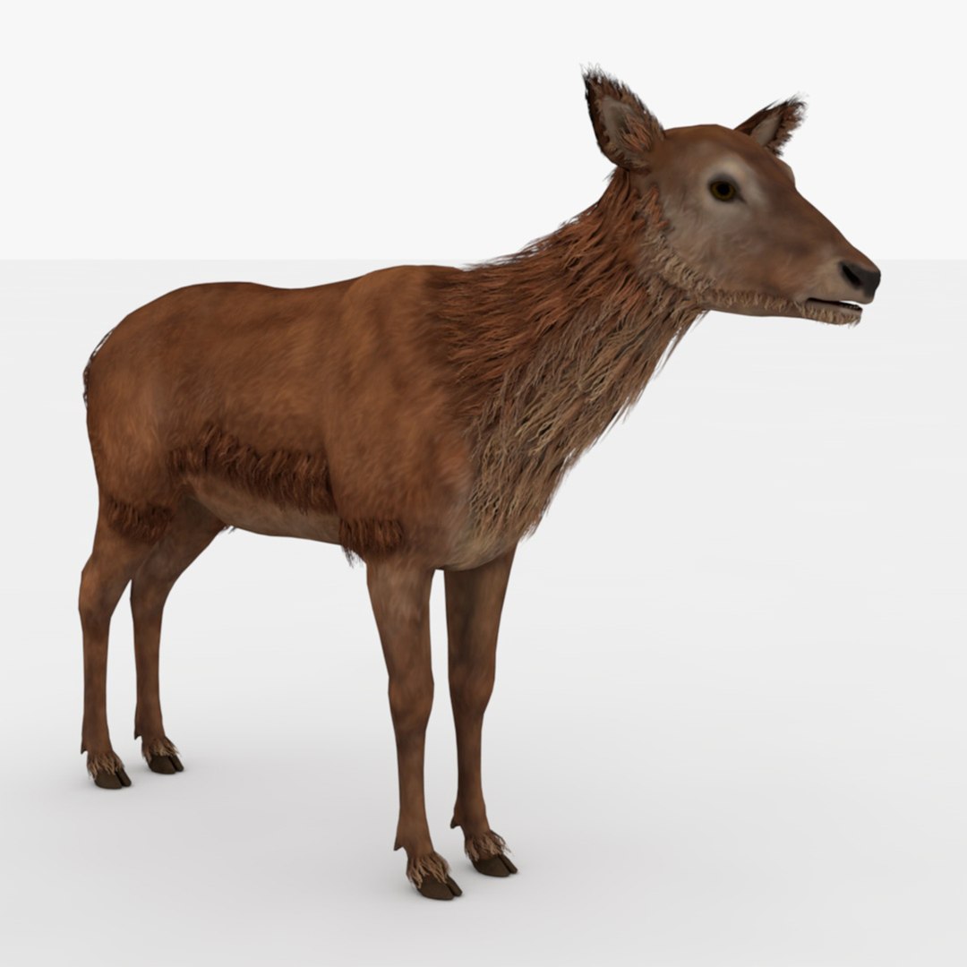 3D Model Doe - TurboSquid 2348759