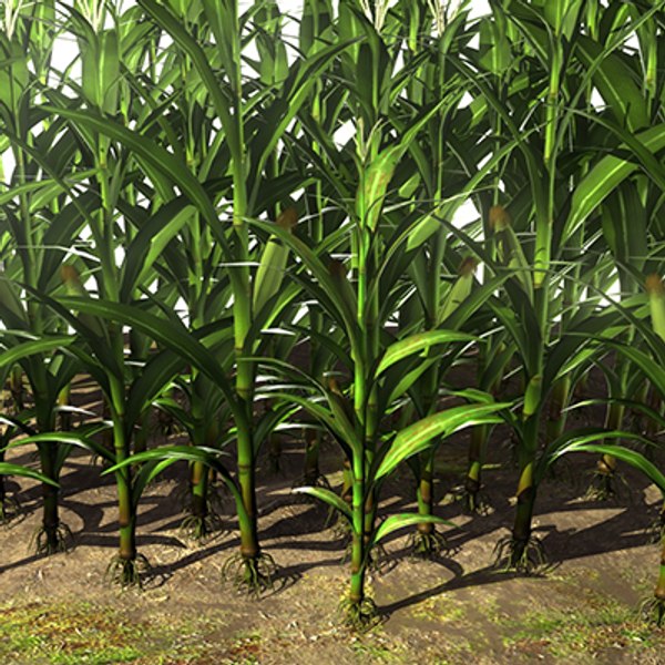 3d wheat field farm
