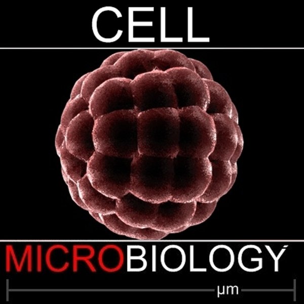 Red Blood Cell Cinema 4D Models for Download | TurboSquid