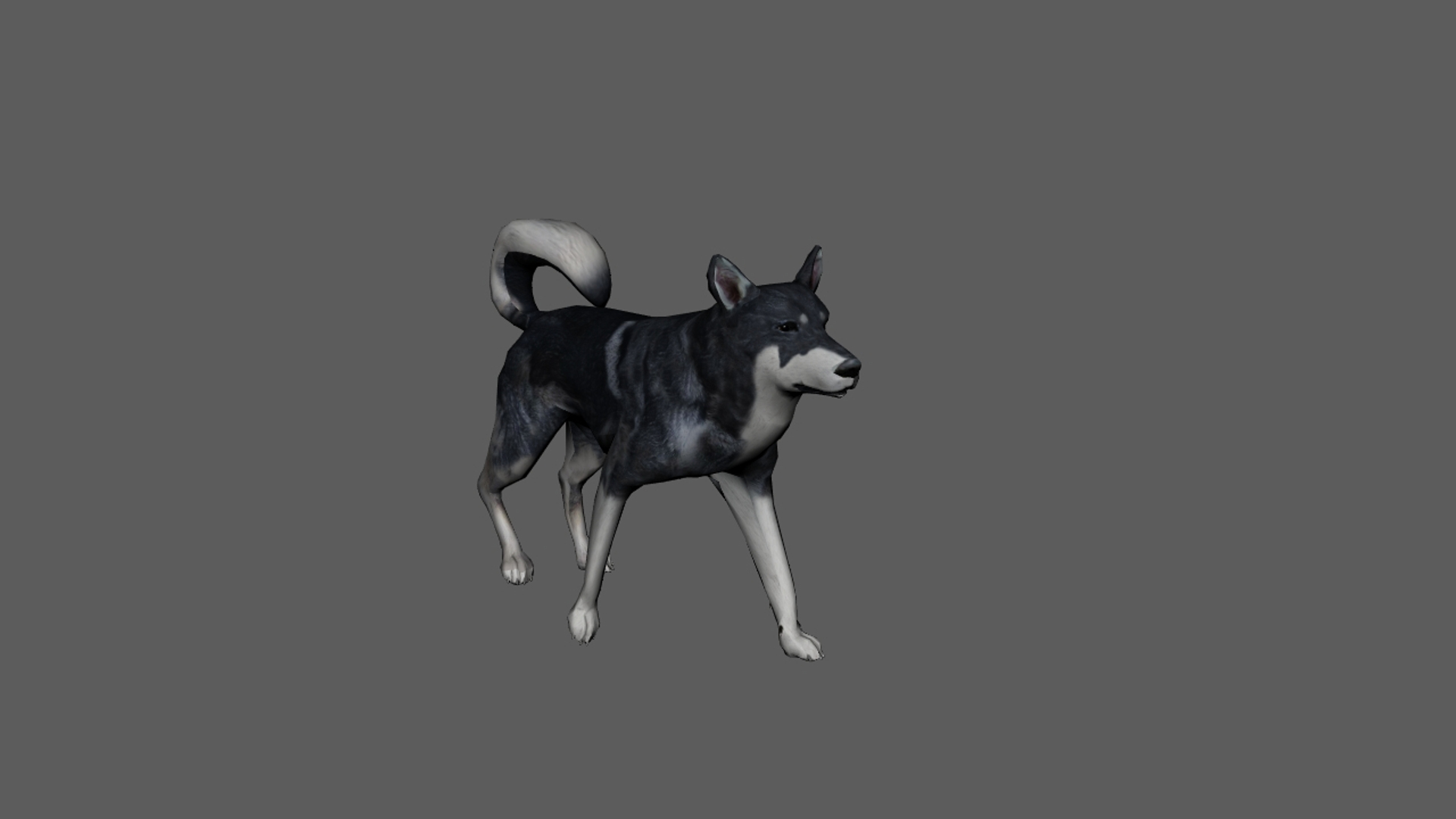 Siberian Husky 3D - TurboSquid 1159075
