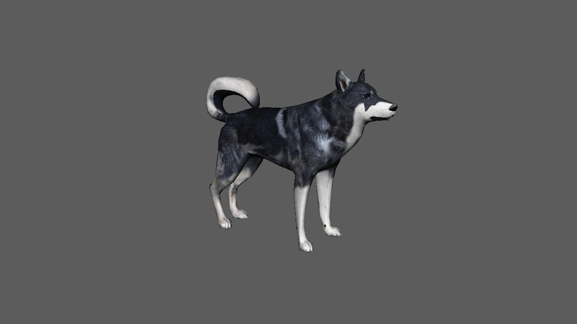 Siberian Husky 3D - TurboSquid 1159075