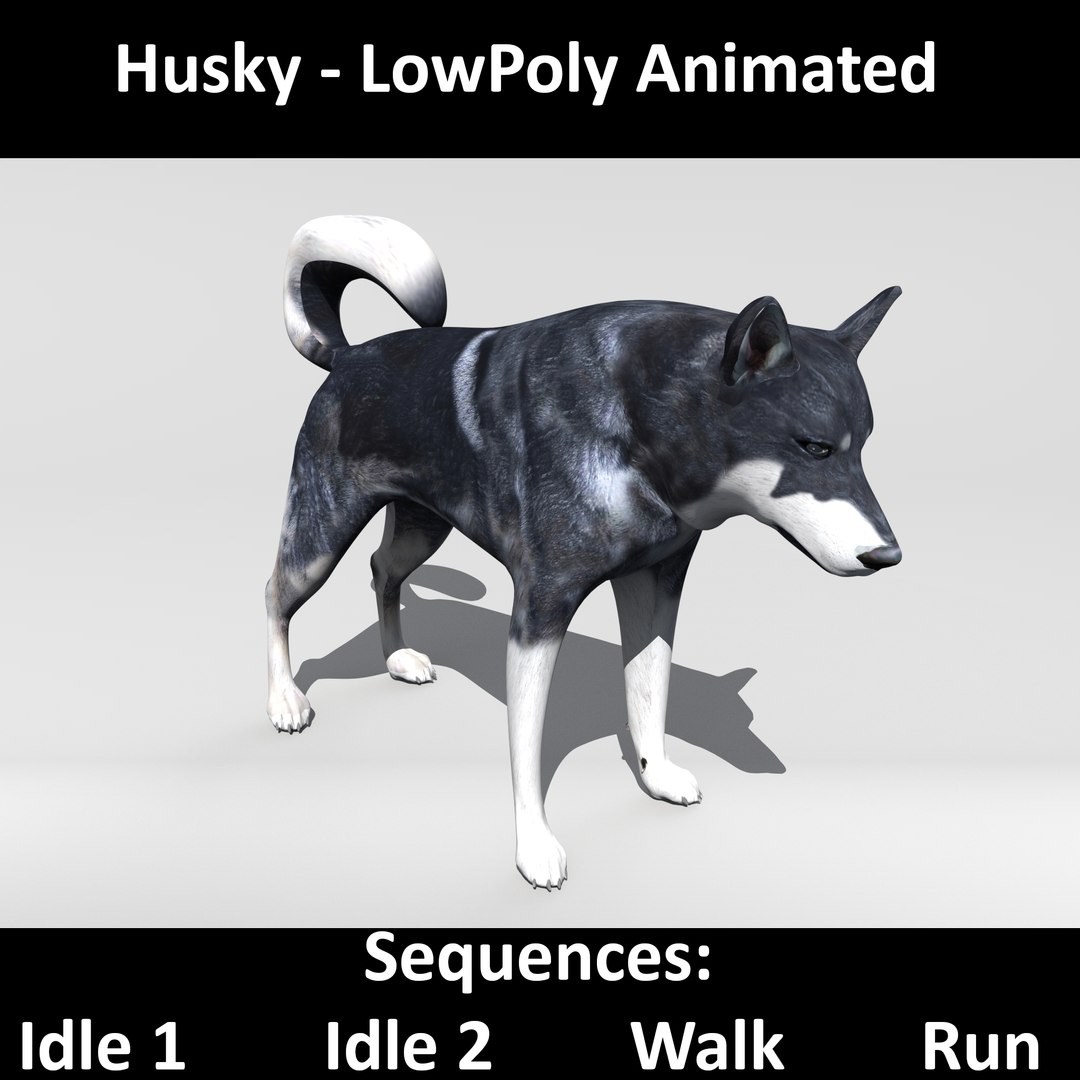 Siberian Husky 3D - TurboSquid 1159075