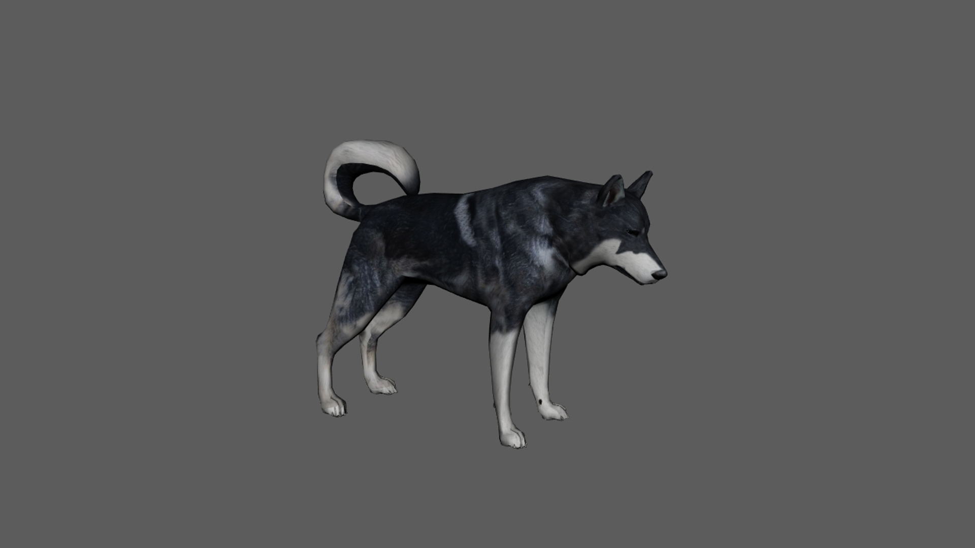 Siberian Husky 3D - TurboSquid 1159075