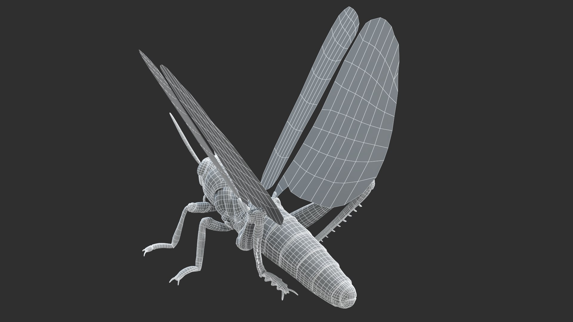 3D Model Desert Locust Static - TurboSquid 1992471