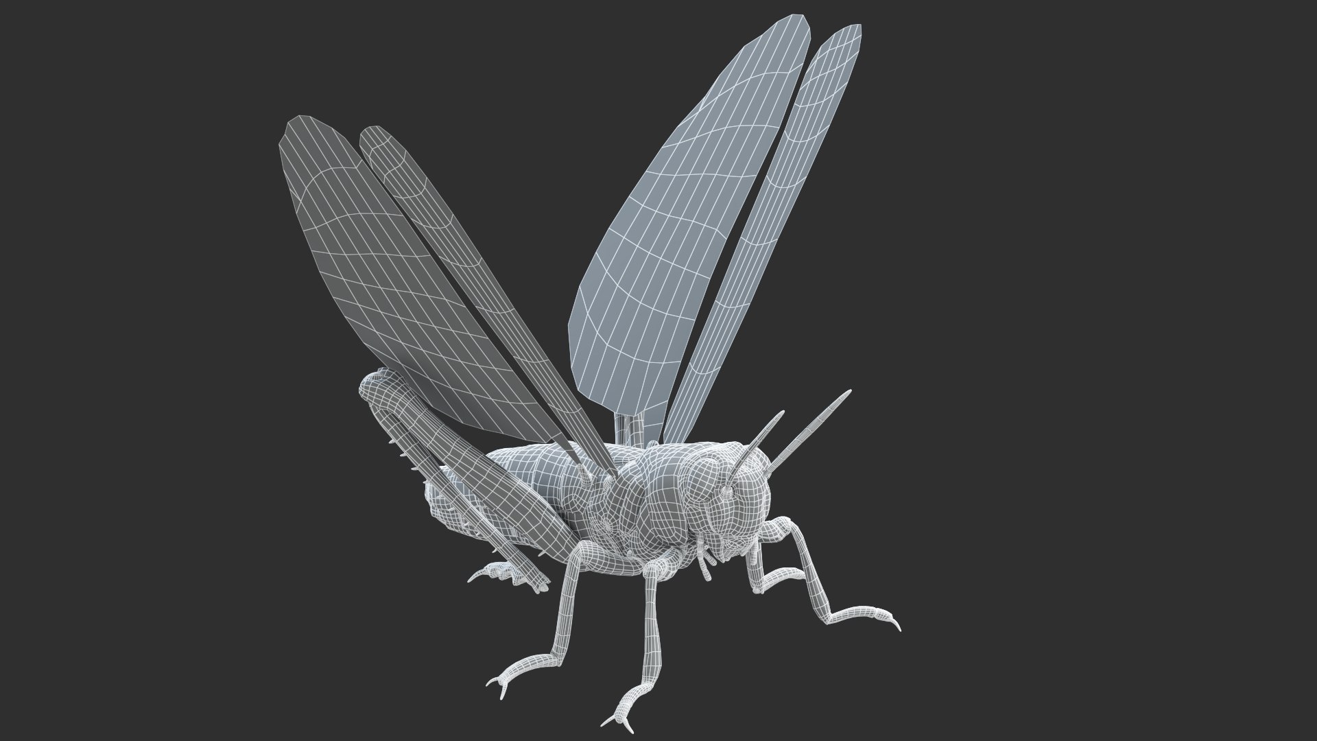 3D Model Desert Locust Static - TurboSquid 1992471