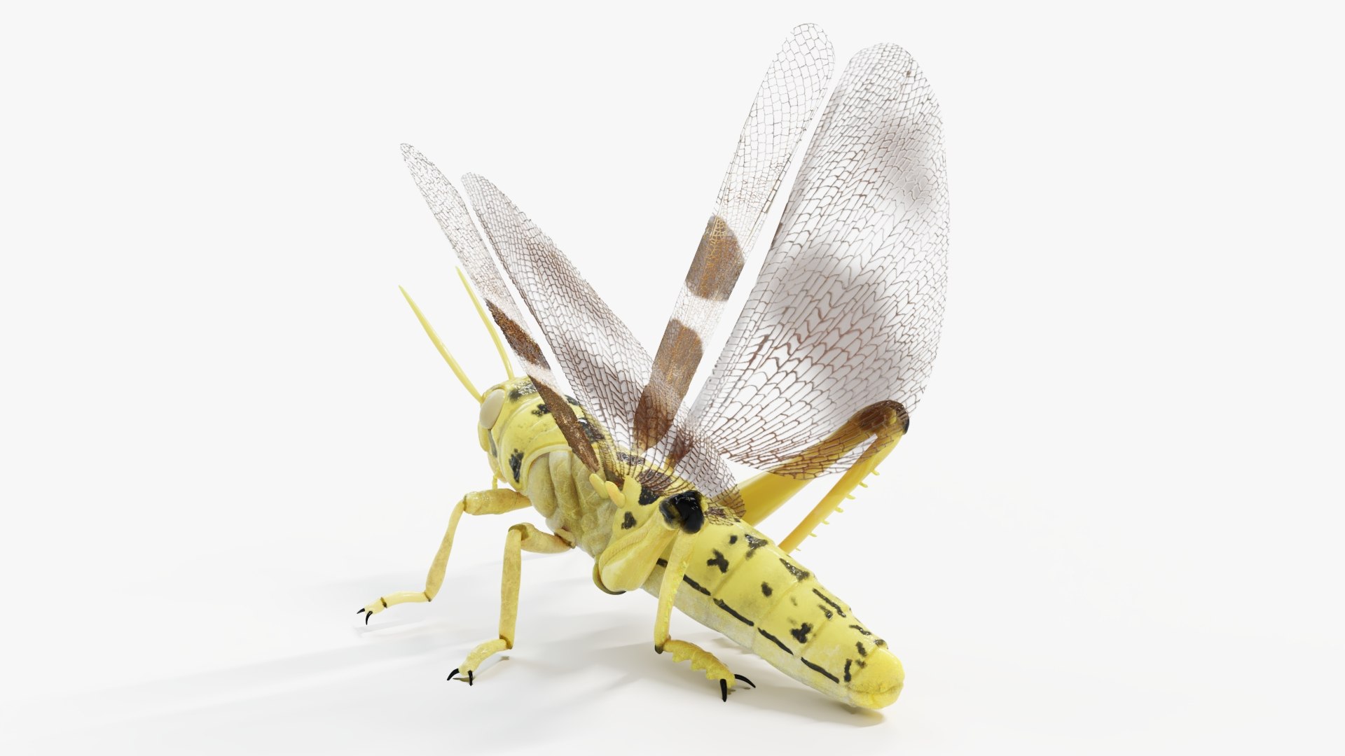 3D Model Desert Locust Static - TurboSquid 1992471