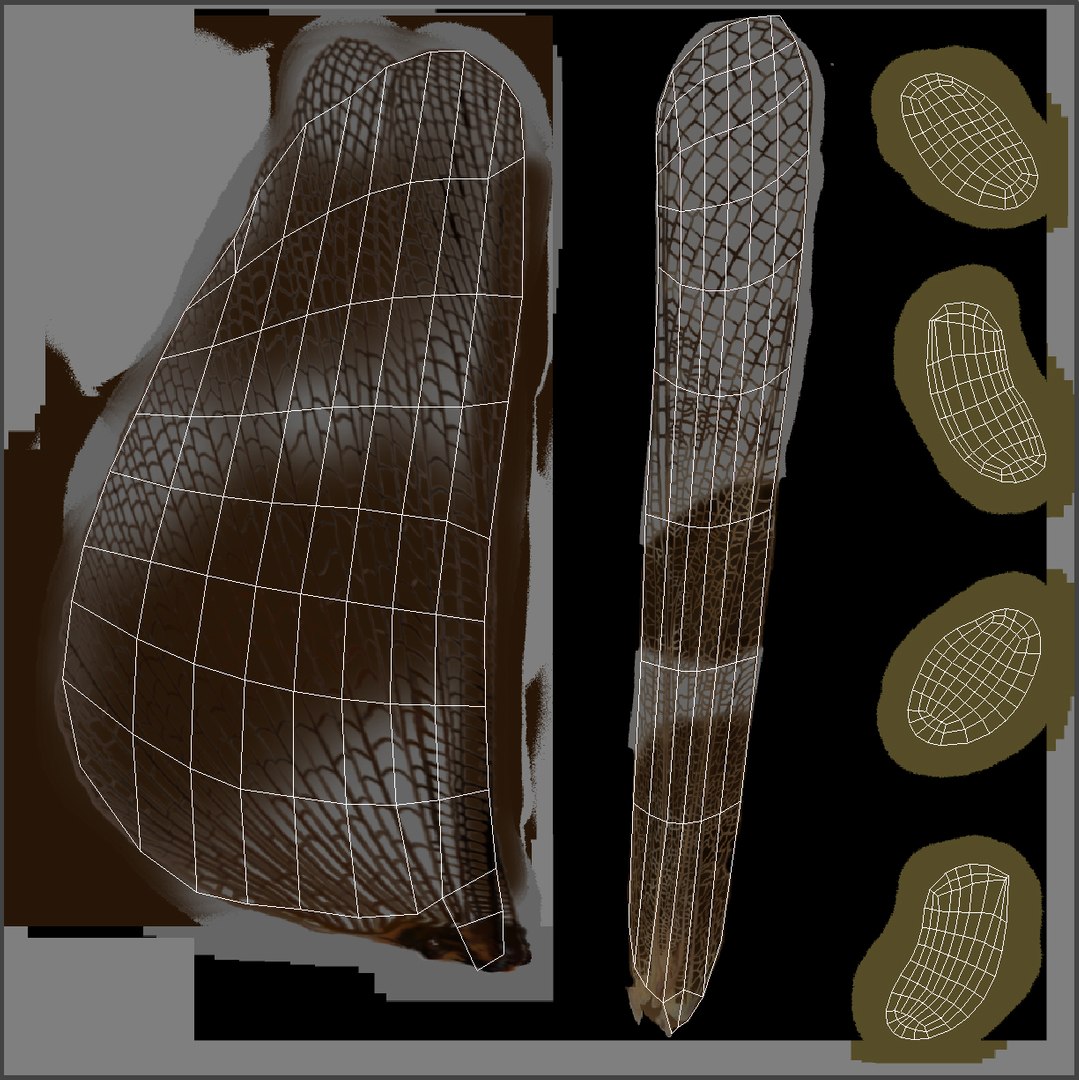 3D Model Desert Locust Static - TurboSquid 1992471