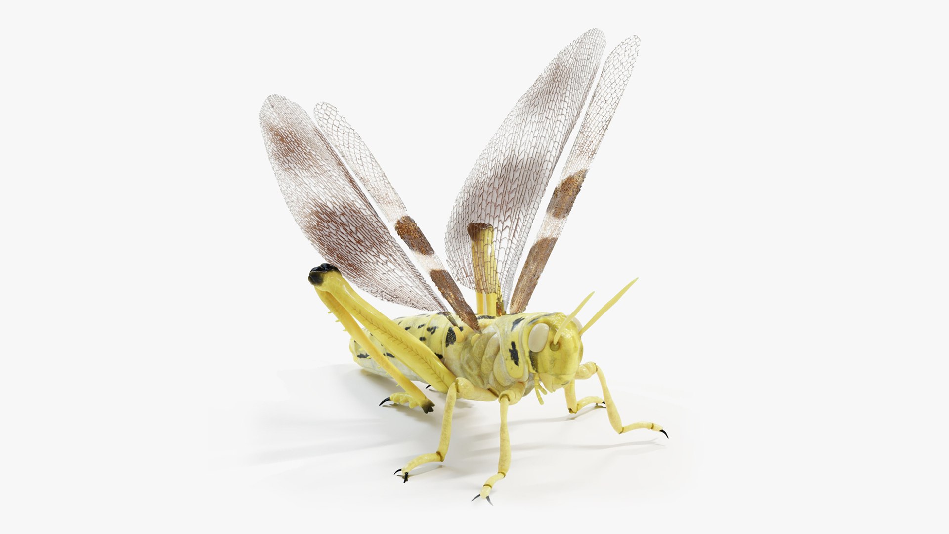 3D Model Desert Locust Static - TurboSquid 1992471