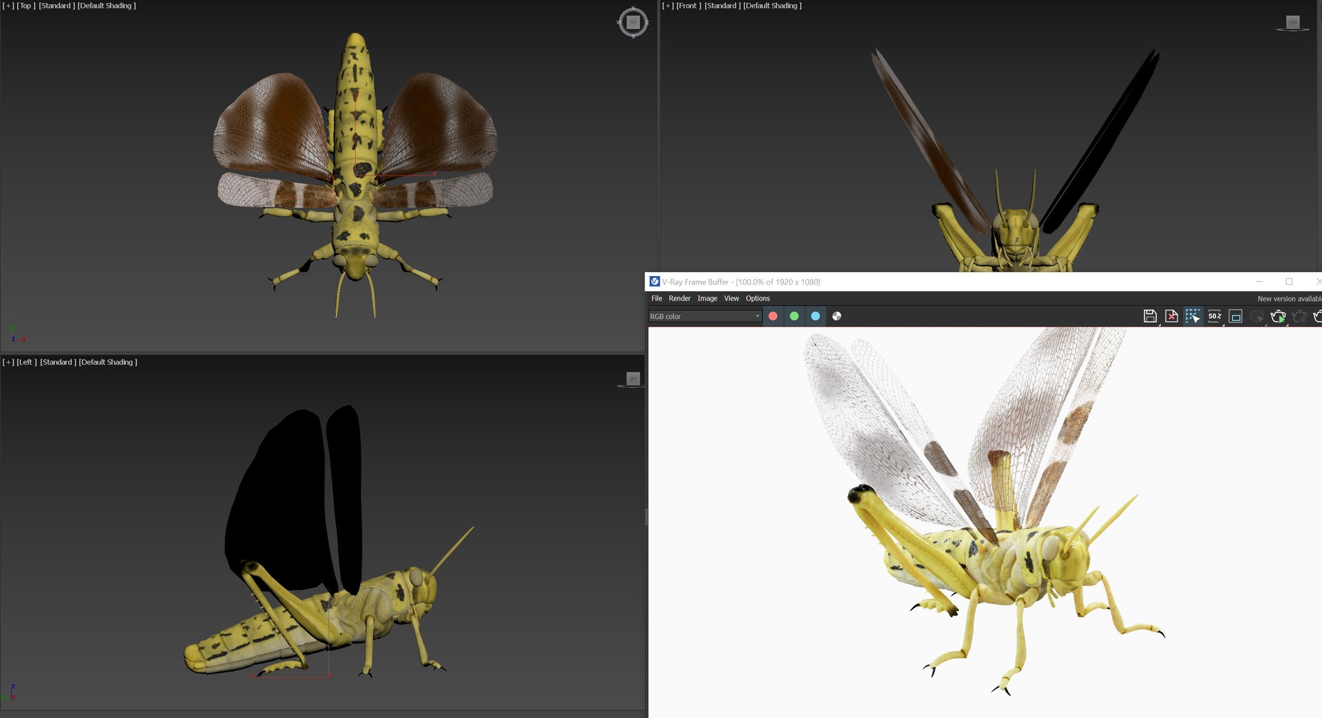 3D Model Desert Locust Static - TurboSquid 1992471
