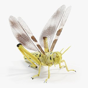 3D Locust Models - Browse & Download Formats - TurboSquid