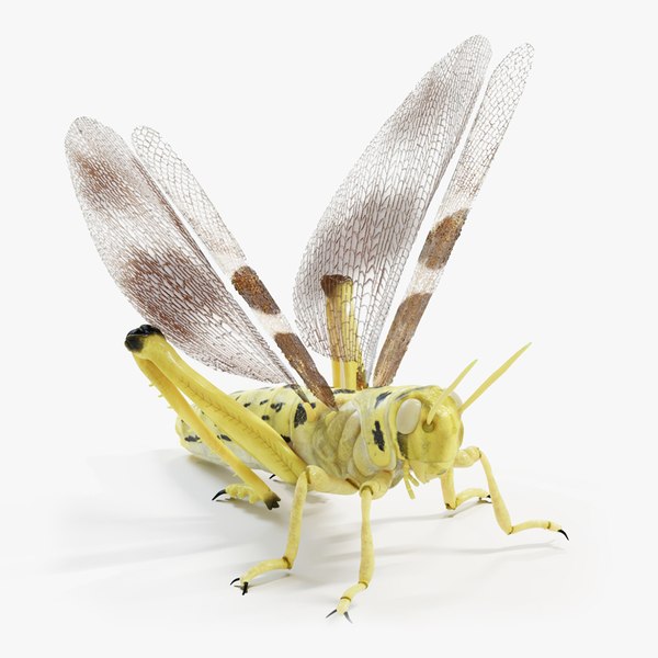 3D model Desert Locust Static - TurboSquid 1992471