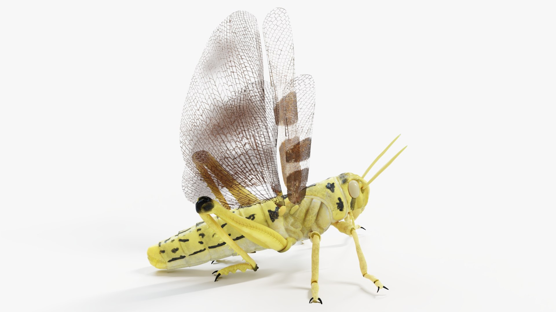 3D Model Desert Locust Static - TurboSquid 1992471