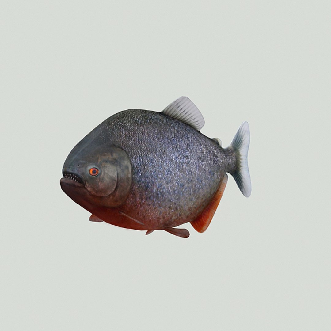 Piranha 3d Model