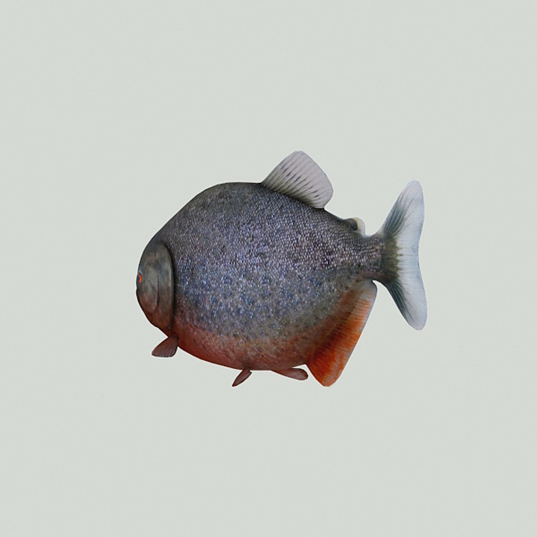 Piranha 3d Model