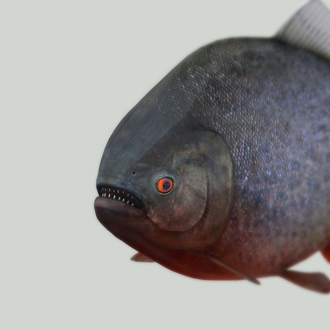 Piranha 3d Model