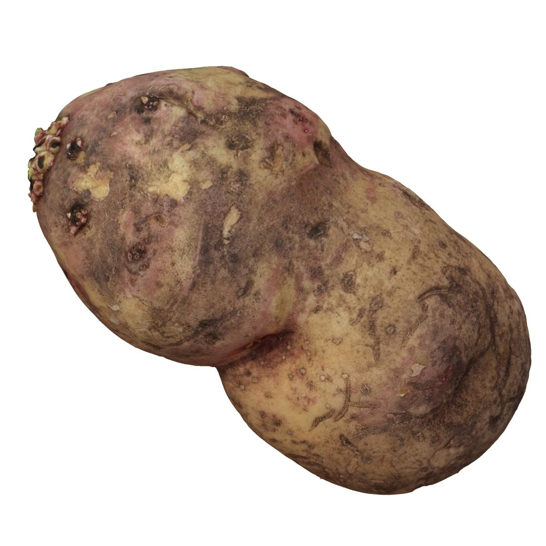 3d Potato Model
