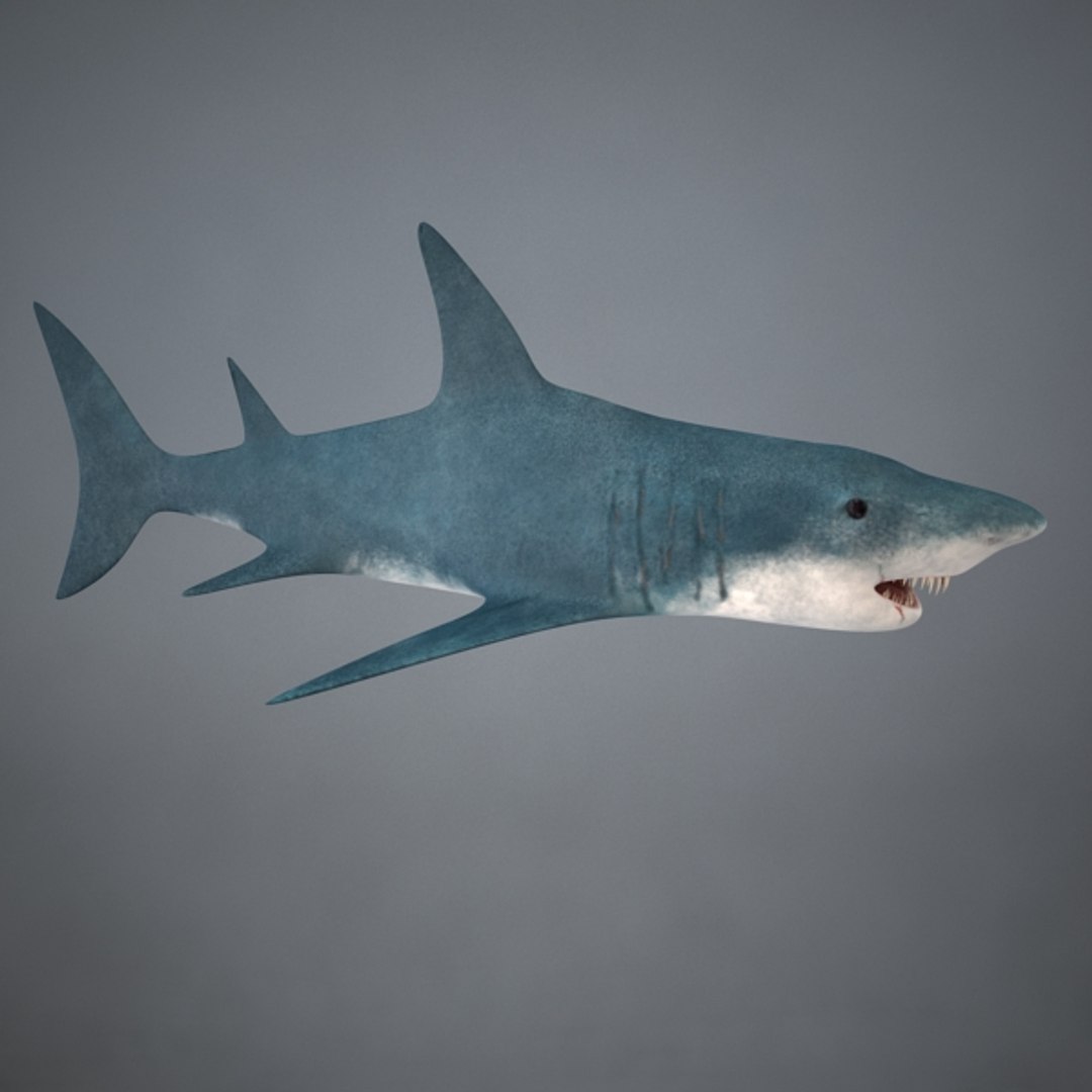 3d shark games normal model