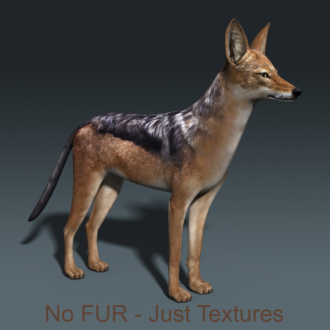 3d jackal fur rigged