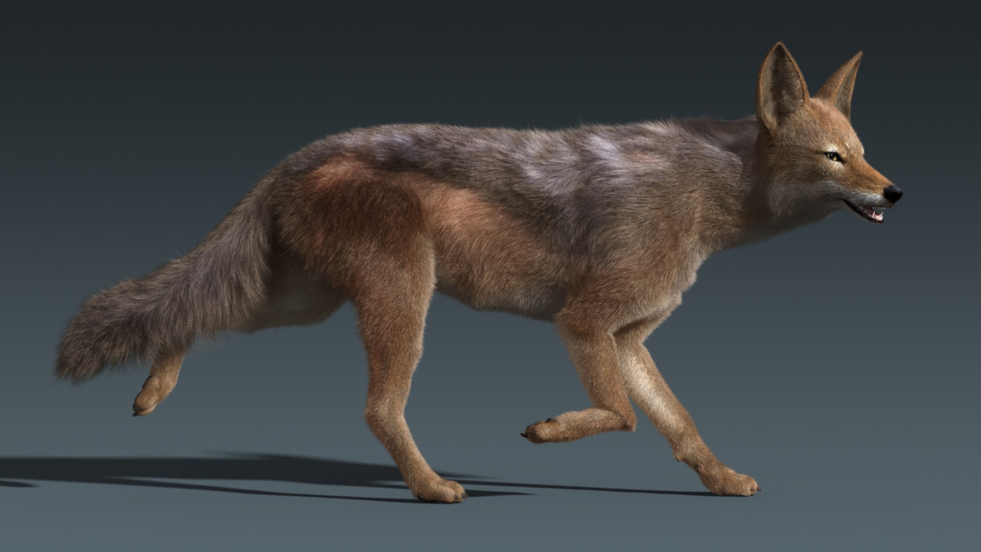 3d Jackal Fur Rigged