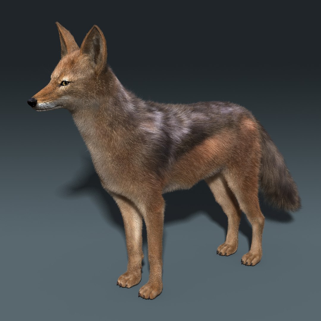 3d Jackal Fur Rigged