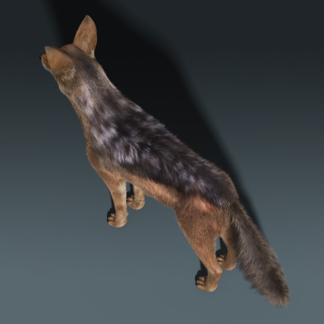 3d jackal fur rigged