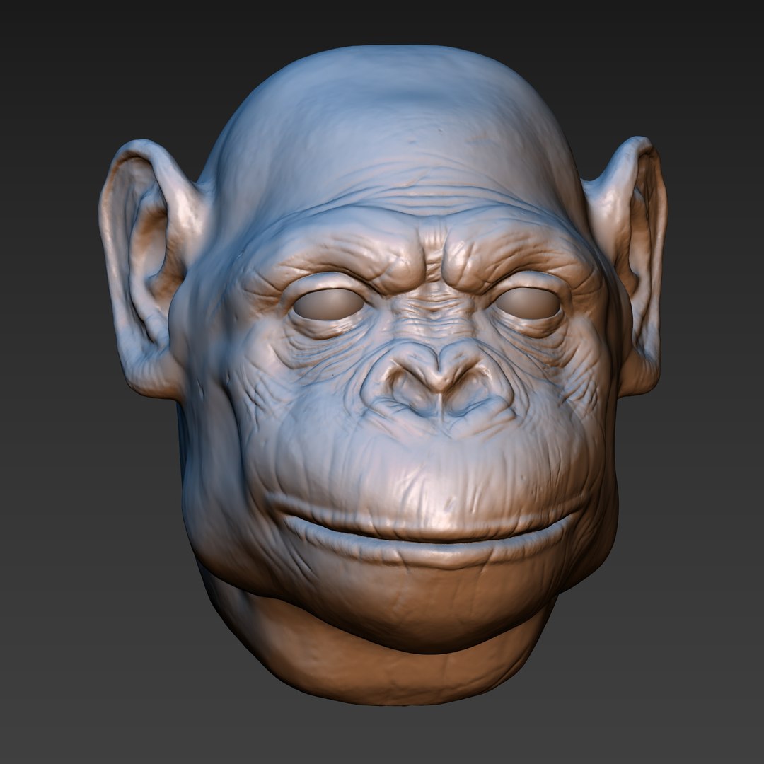 Chimpanzee Head 3D - TurboSquid 1209213