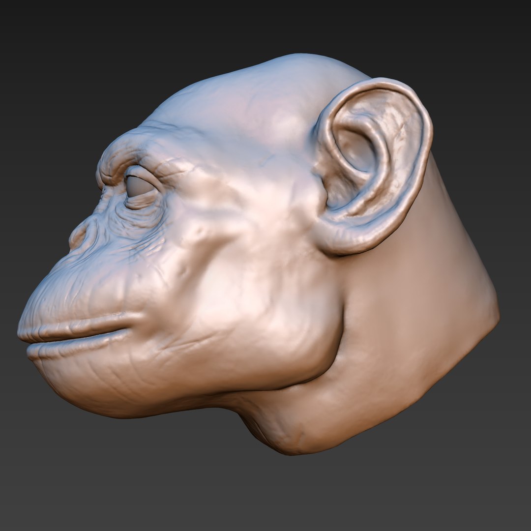Chimpanzee Head 3D - TurboSquid 1209213