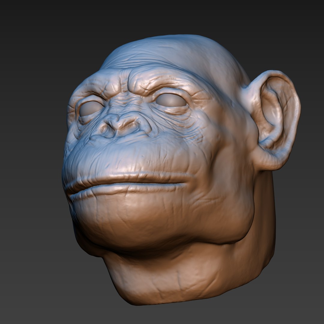 Chimpanzee Head 3D - TurboSquid 1209213
