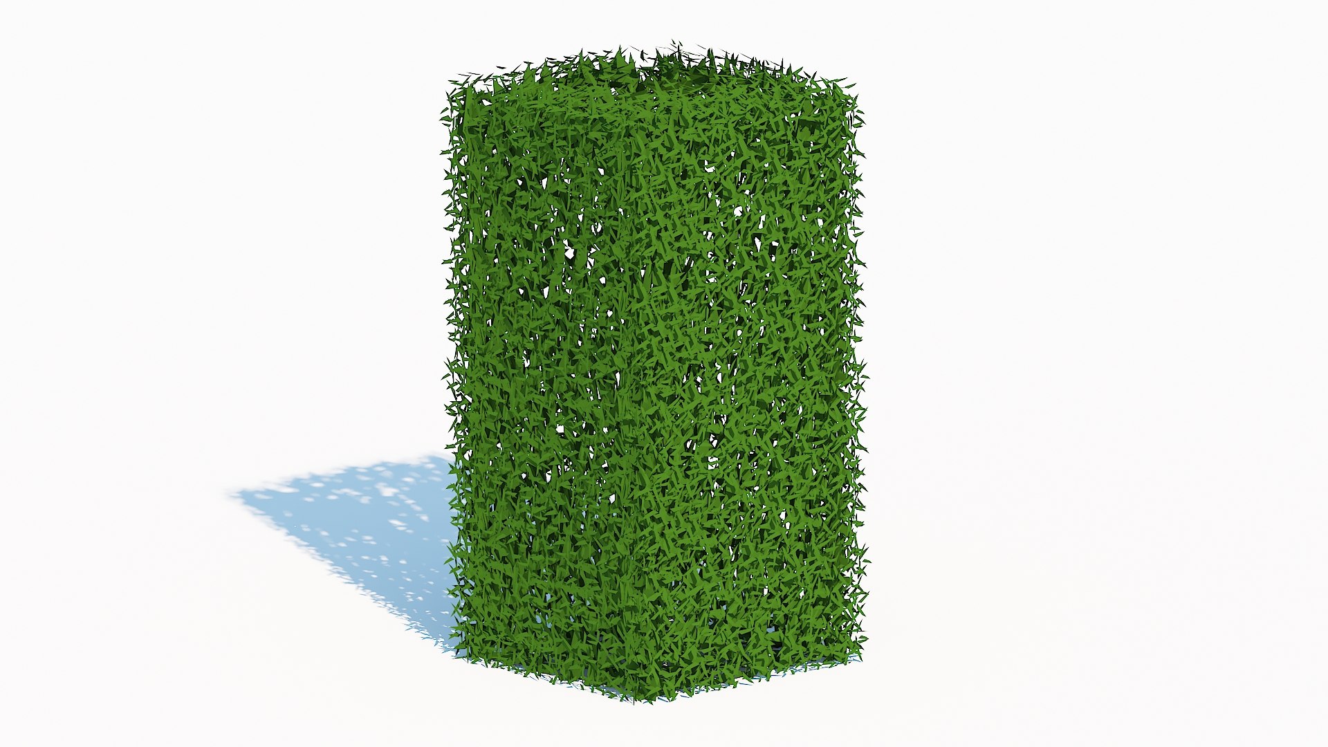 Taxus Media-Upright 3D Model - TurboSquid 2414319