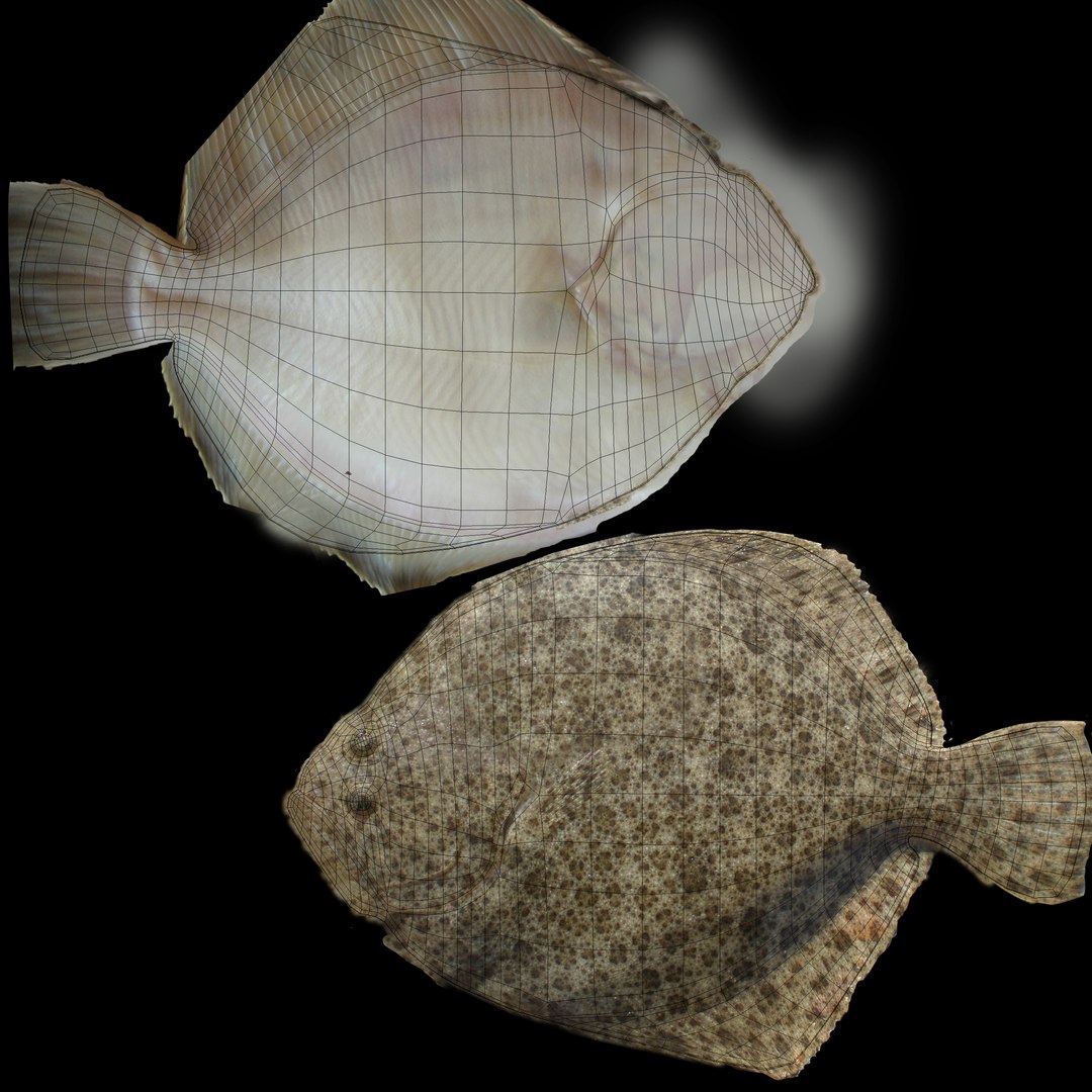 3ds Max Turbot Flatfish