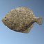 3ds Max Turbot Flatfish
