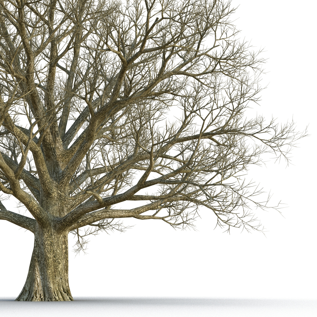 red oak old tree max