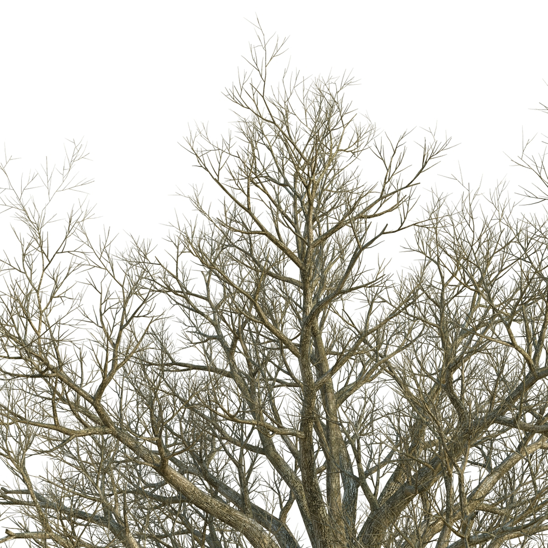 red oak old tree max