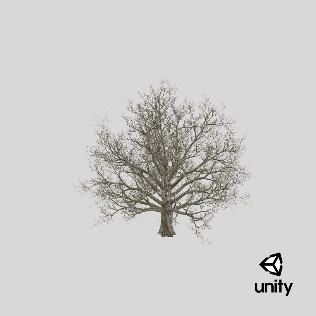 red oak old tree max