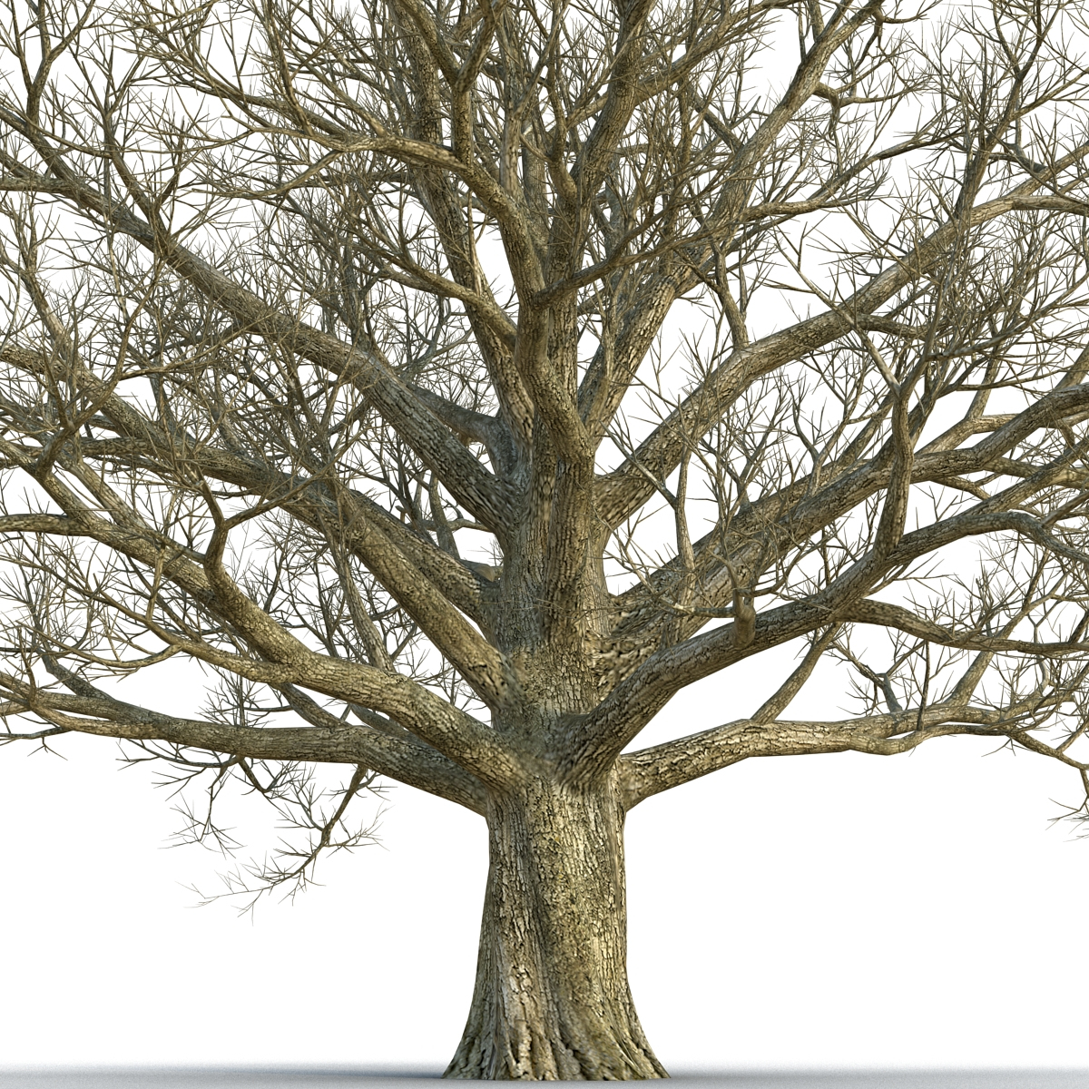 red oak old tree max