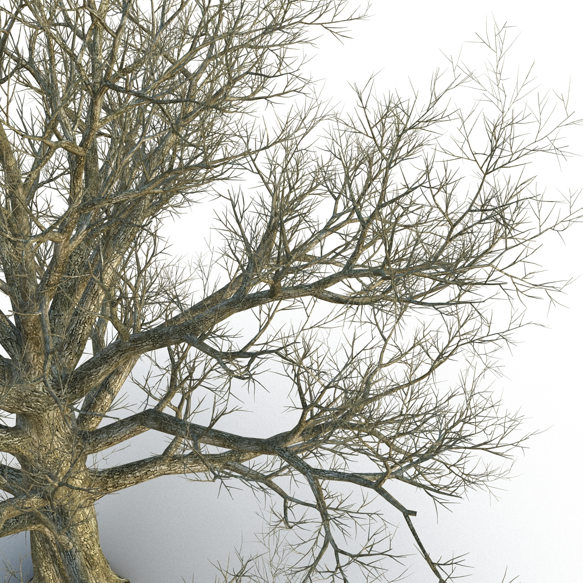 red oak old tree max