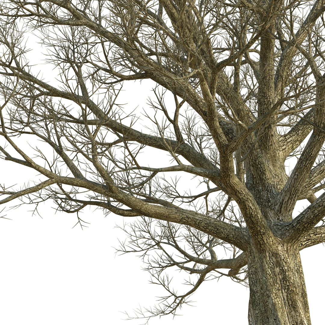 red oak old tree max