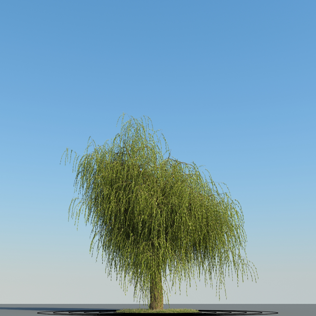 3d willow tree model